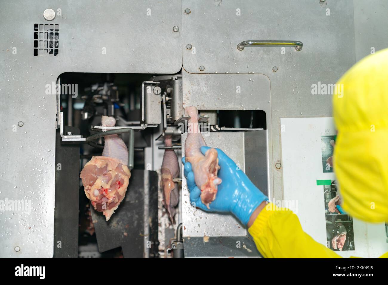 Hand hold chicken leg loading to automate remove bone machine in ...