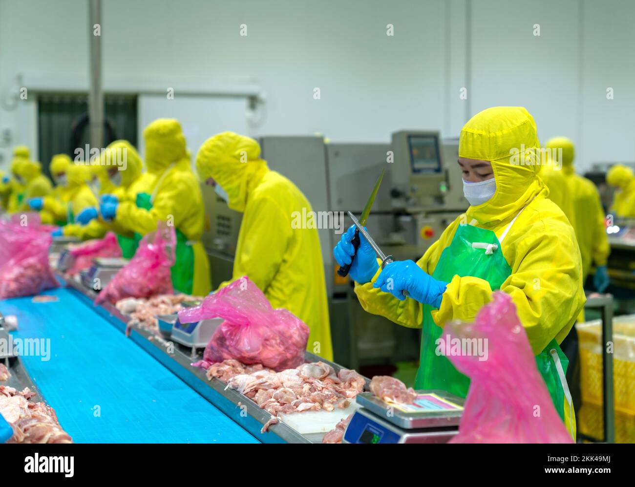 Worker sharpen knife at chicken meat process line by steel sharpening ...