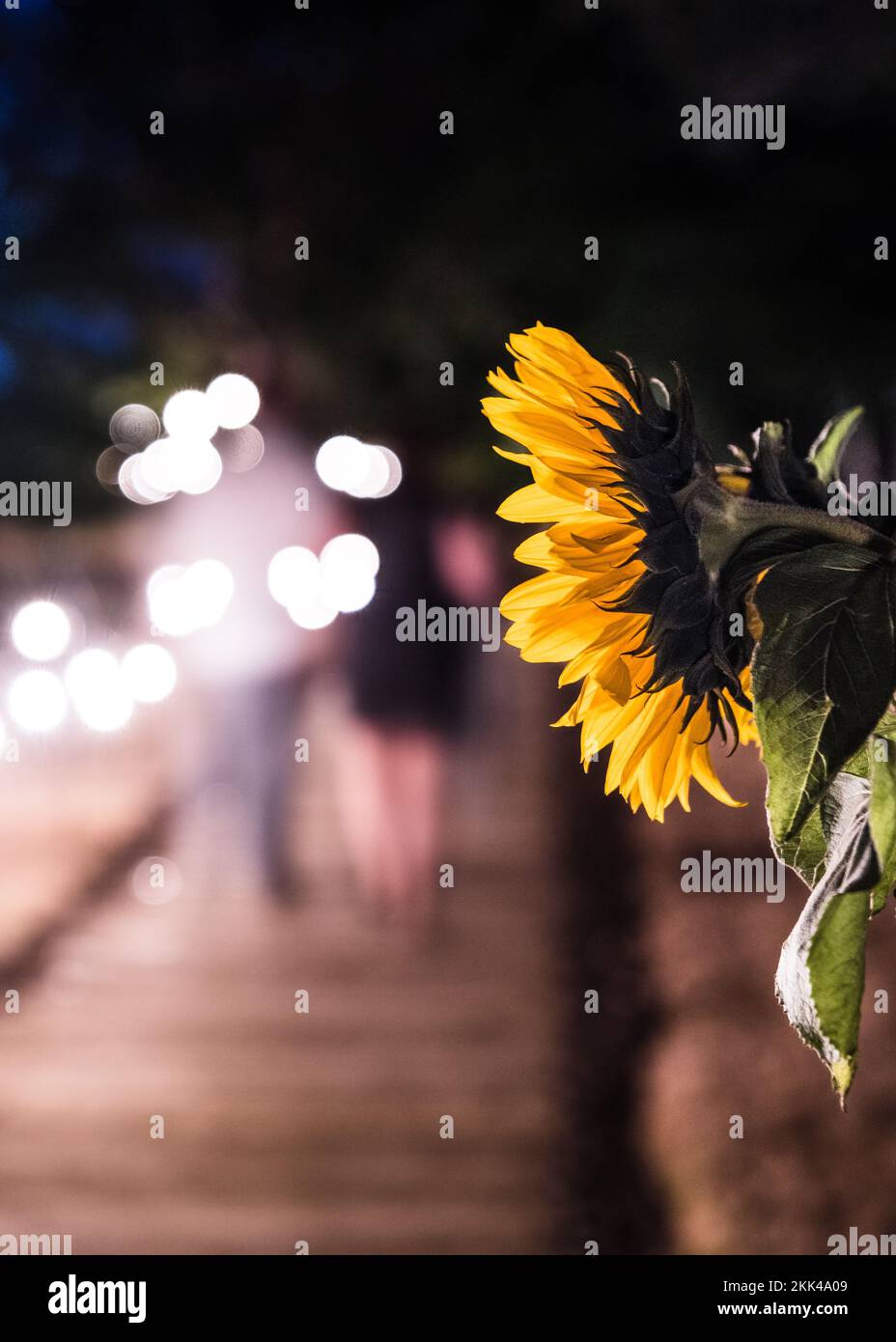 A closeup of a sunflower in full bloom tilted its head towards the ...