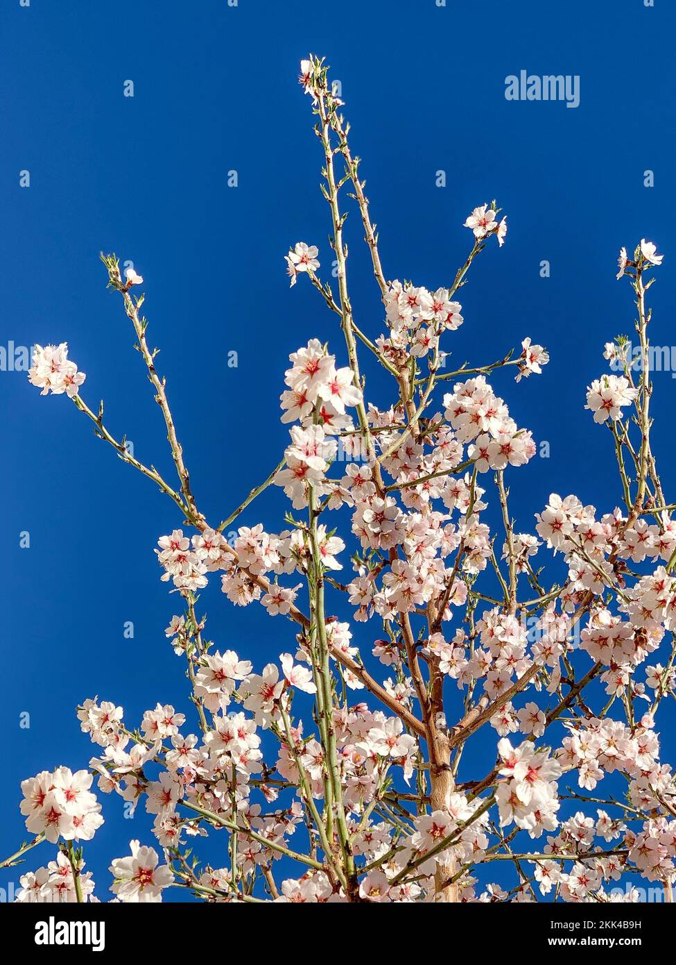 A vertical closeup of a beautiful blooming almond tree against the ...