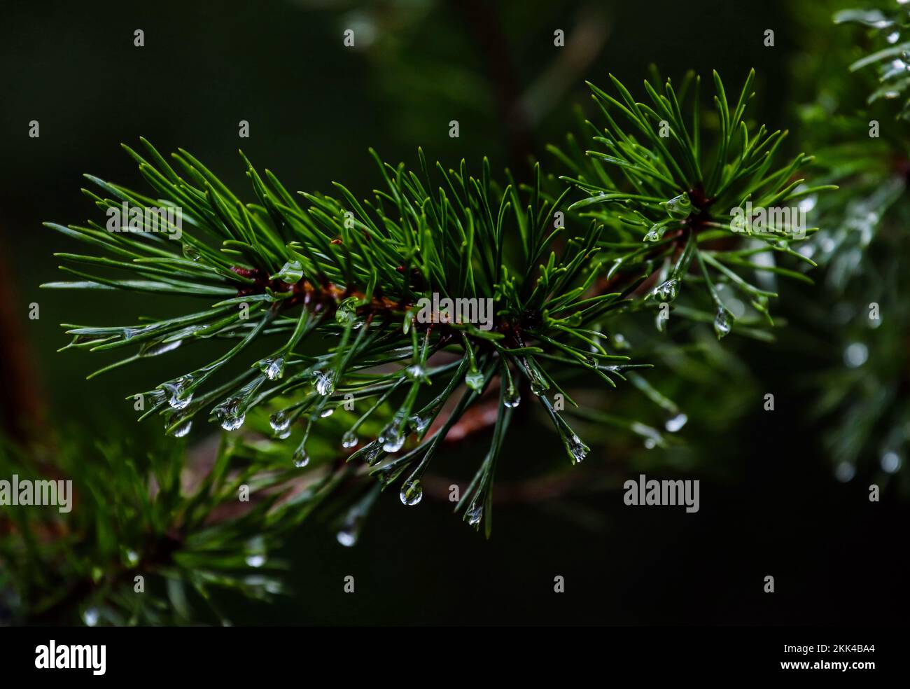 A closeup of a spruce branch with beautiful droplets Stock Photo - Alamy