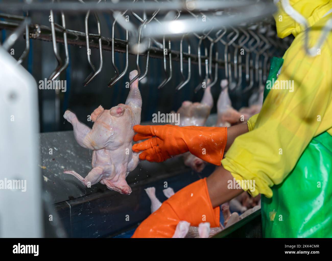 Close up worker hand hang chicken on conveyor line in meat process ...