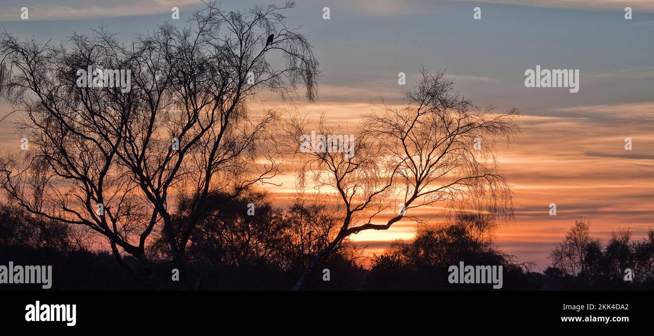 Sunset with silhouette of trees against a fiery evening sky with ...