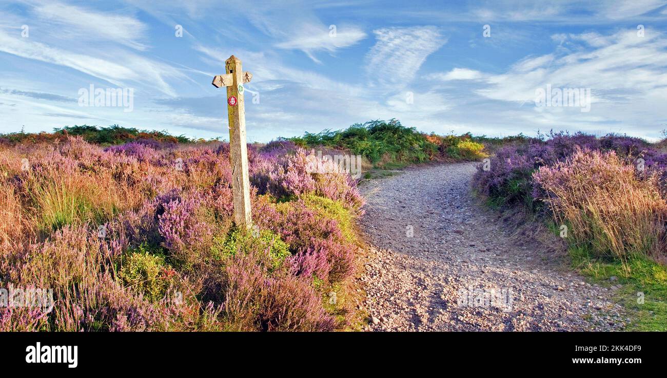 Heart of England Way across heathland Cannock Chase Area of Outstanding ...