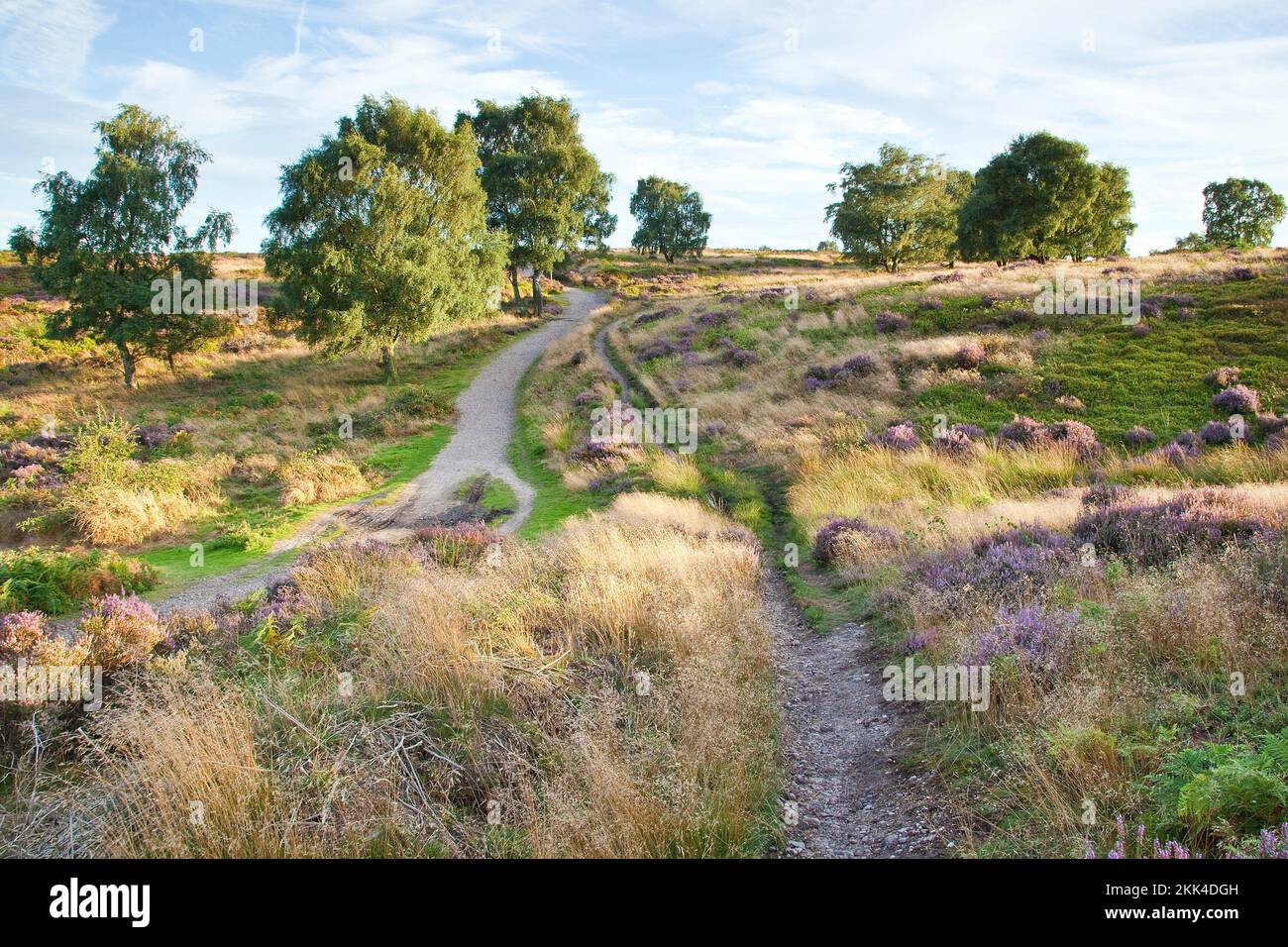 Heart of England Way across Cannock Chase Area of Outstanding Natural ...