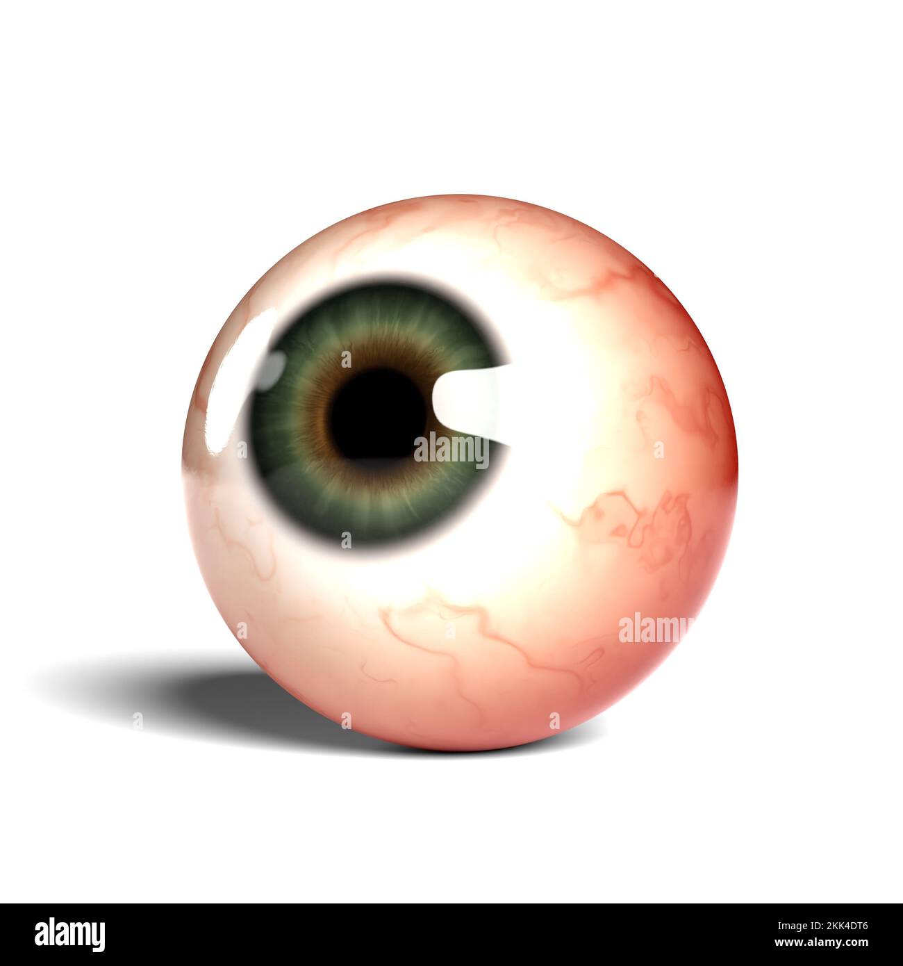 Side view of realistic human eyeball isolated on wihte background, 3D ...