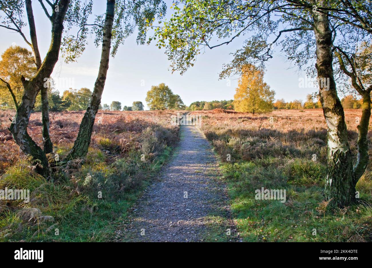 Path across heathland Cherry Tree Slade in Autumn Cannock Chase AONB ...