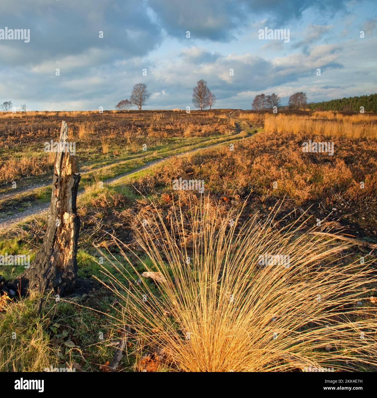 Autumn colour on Cannock Chase Country Park AONB (area of outstanding ...