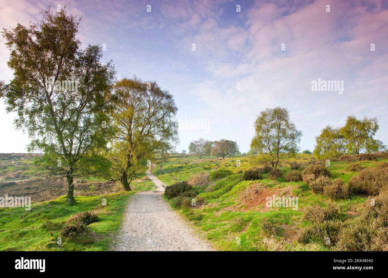 Heart of England Way spring season on Cannock Chase Country Park AONB ...
