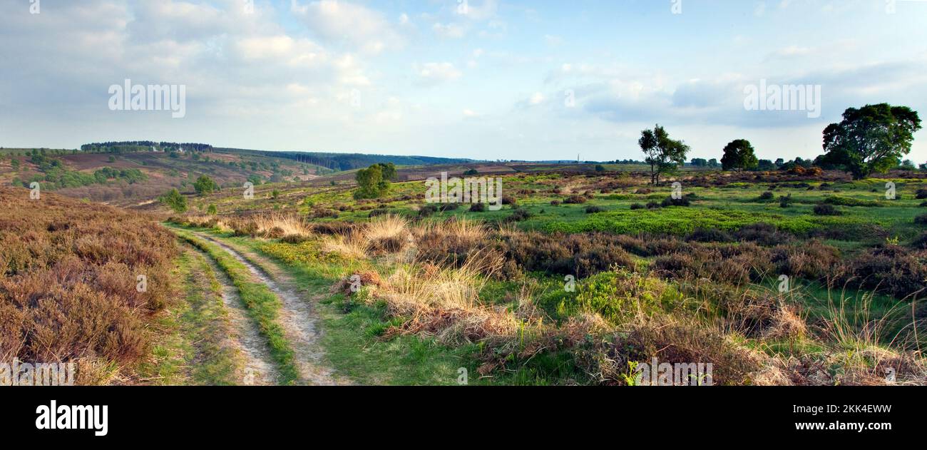 Paths across heathland hills on Cannock Chase Country Park AONB (area ...