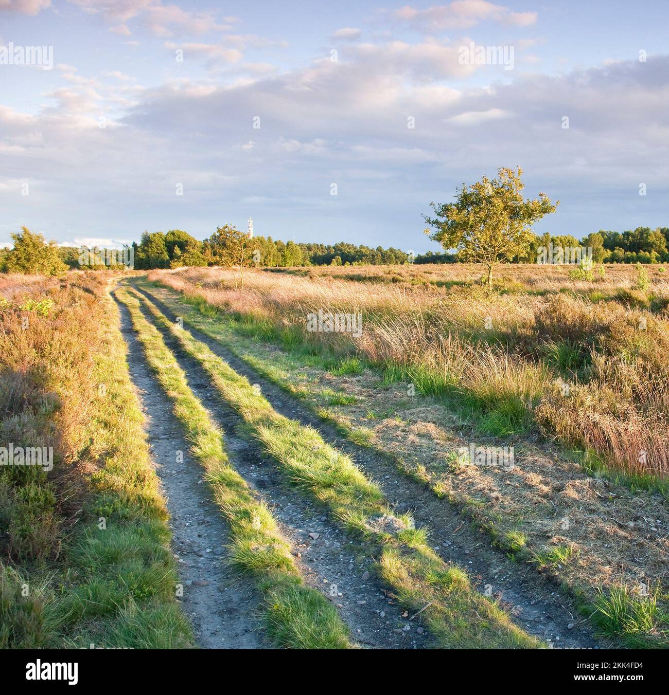 Paths through warm toned grassland in summer on Cannock Chase Country ...
