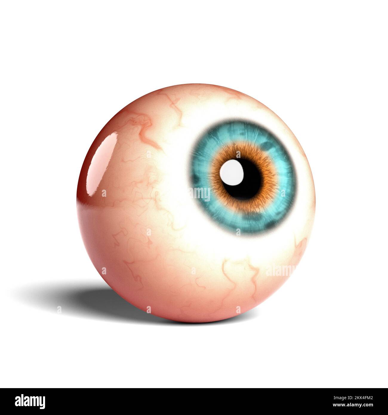 Side view of realistic human eyeball isolated on wihte background, 3D ...