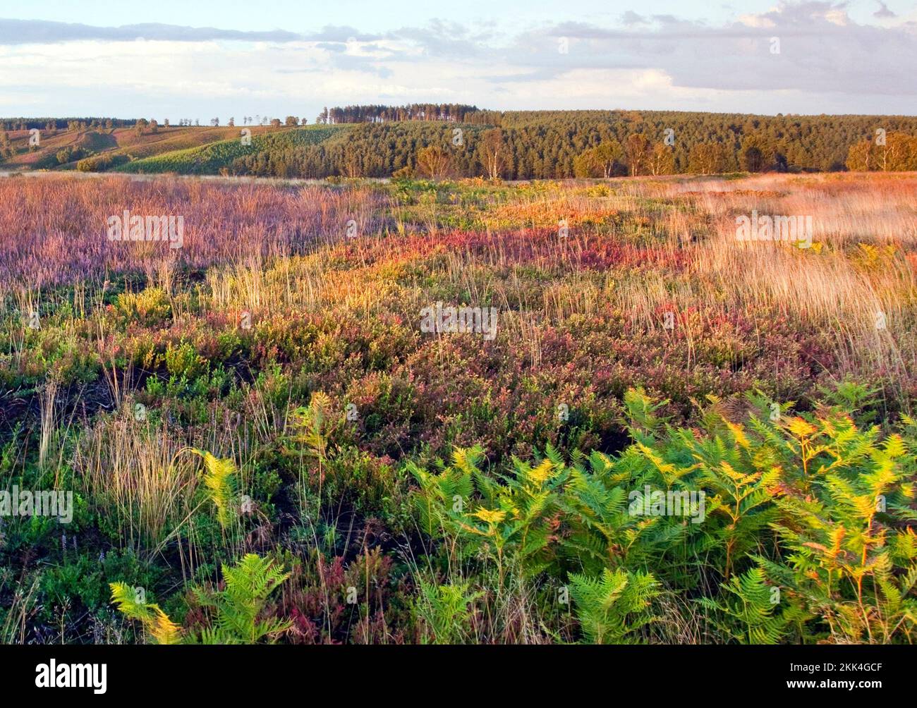 Scrubland in Late Summer Cannock Chase Country Park AONB (area of ...
