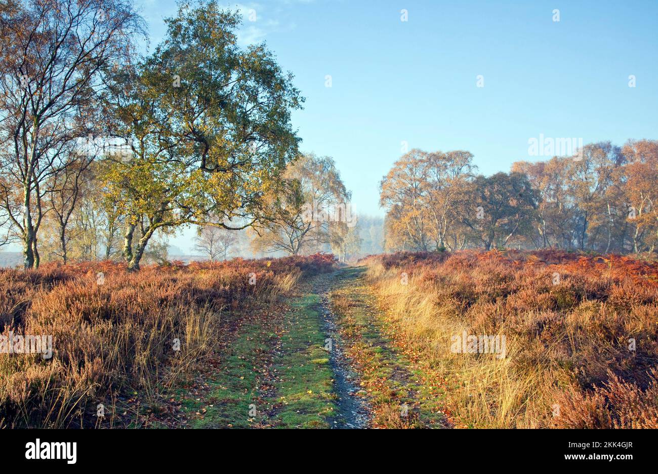 Coppice Hill footpath in autumn Cannock Chase Country Park AONB (area ...