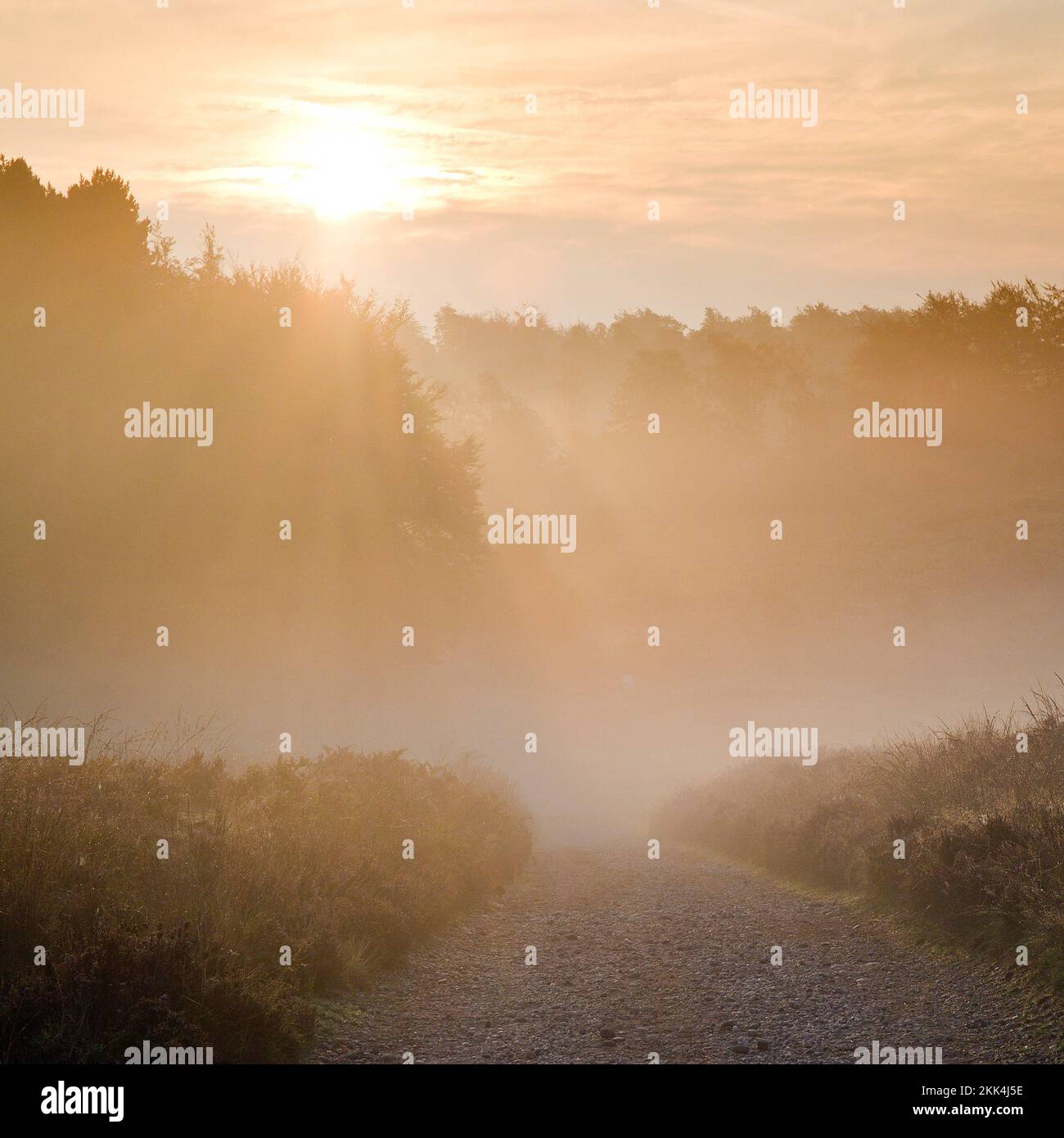 Sun burning through the mist Heart of England Way early morning in late ...