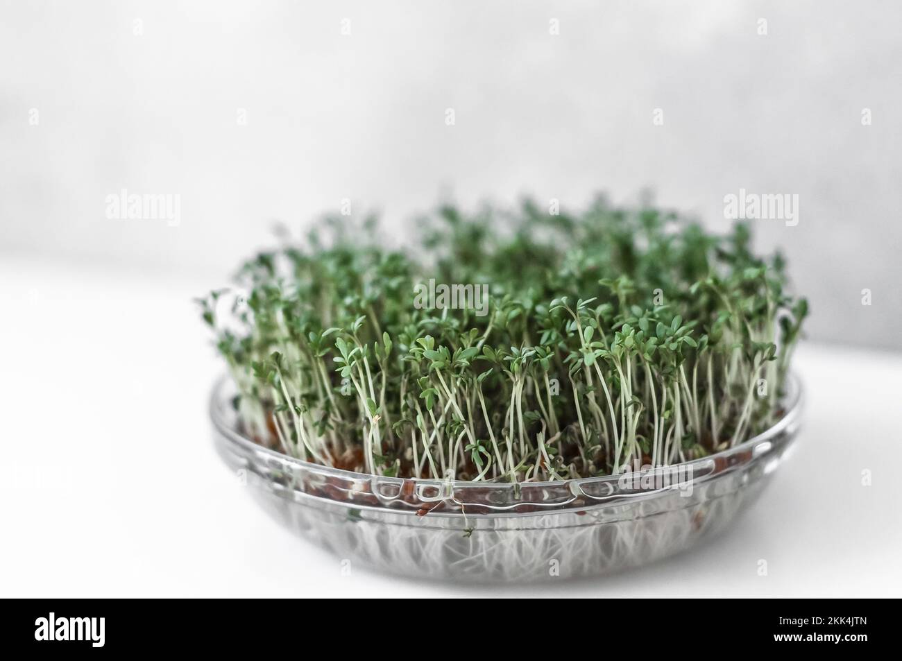 Cress seeds hi-res stock photography and images - Alamy
