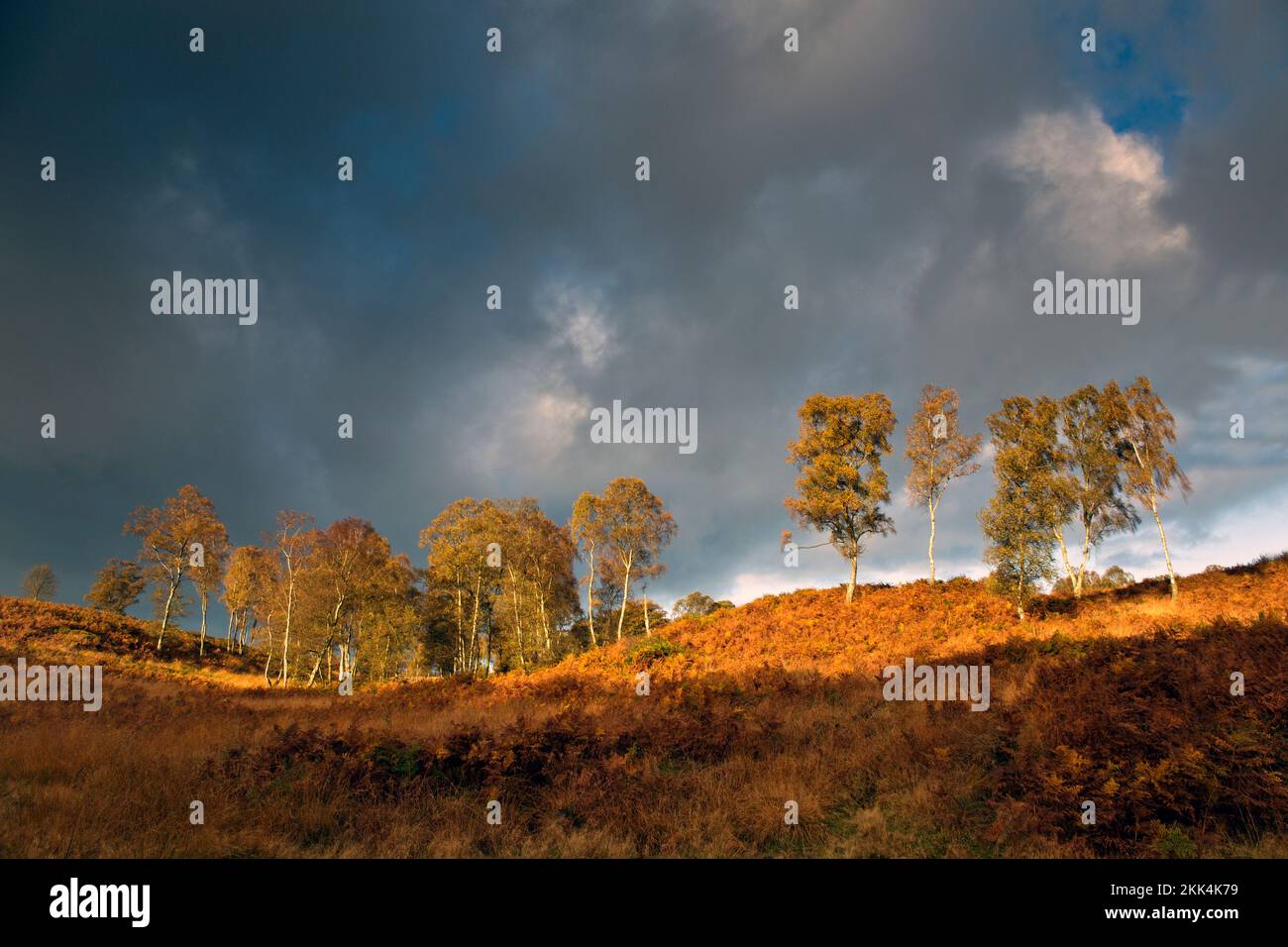 Autumnal tints and hues from Silver Birch trees on Cannock Chase AONB ...