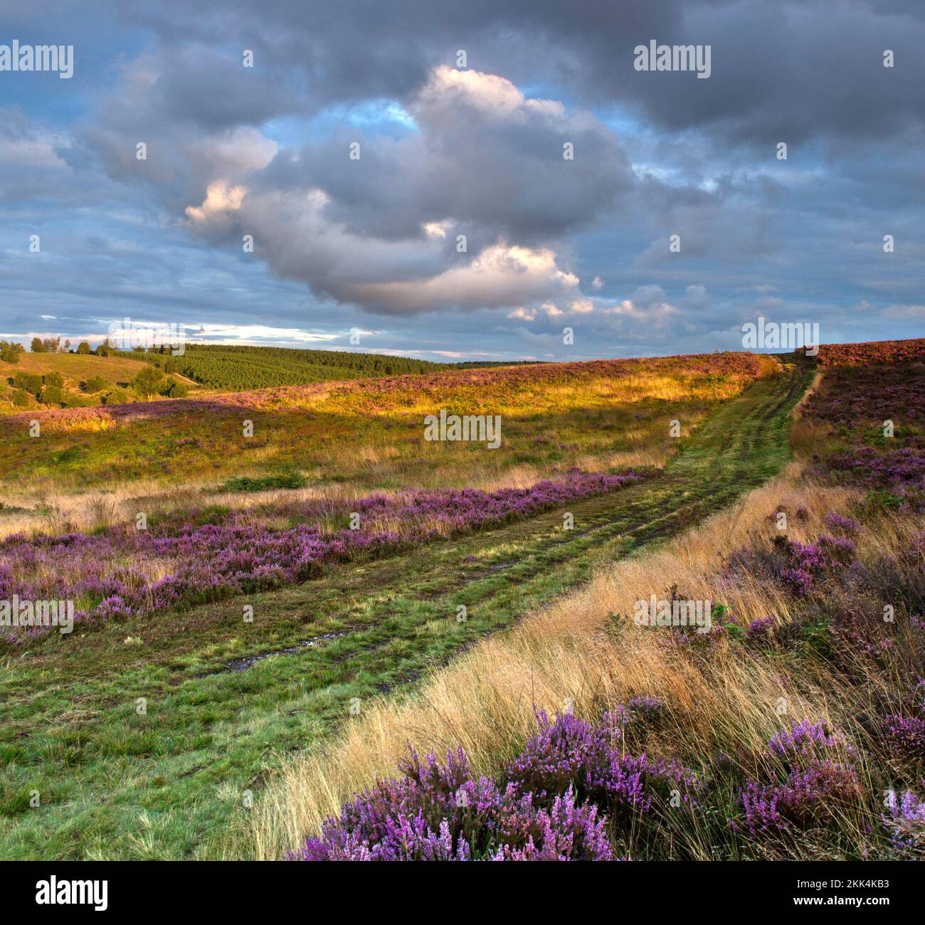 Footpaths winding through Cannock Chase Area of Outstanding Natural ...