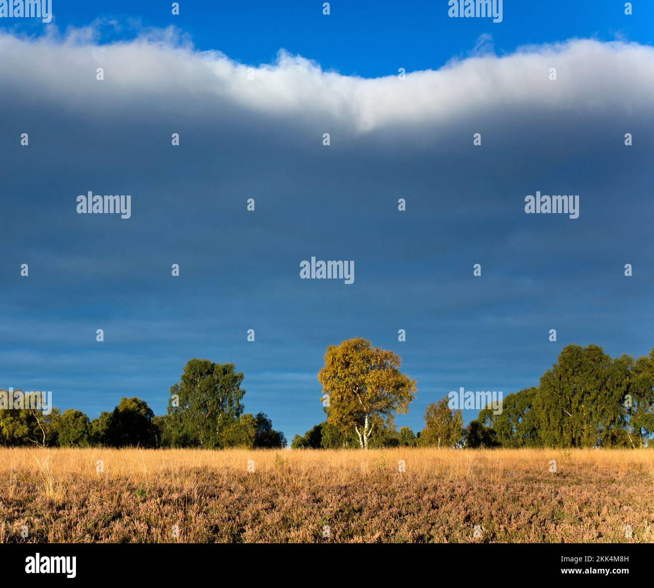 Wild golden grass carpets areas of the Heathland in autumn Cannock ...