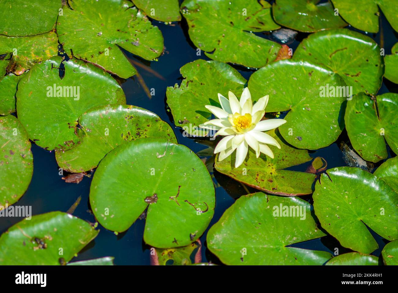 A beautiful natural background of a white water lily and bright green ...