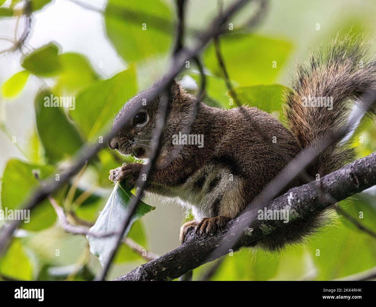 A closeup of a cute little squirrel helping itself to a tasty snack ...