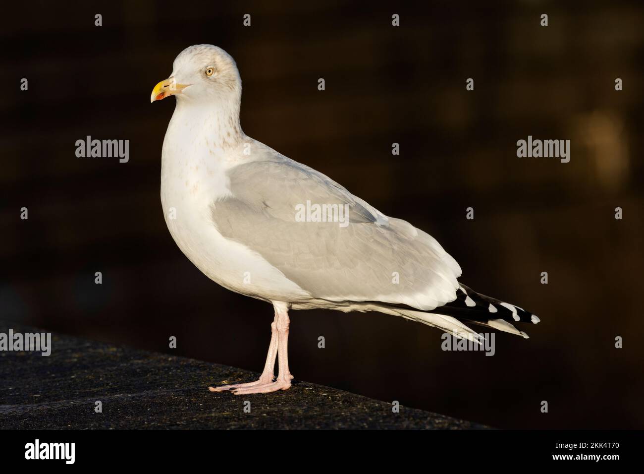 The Herring Gull is a large and common seagull in coastal areas. They ...
