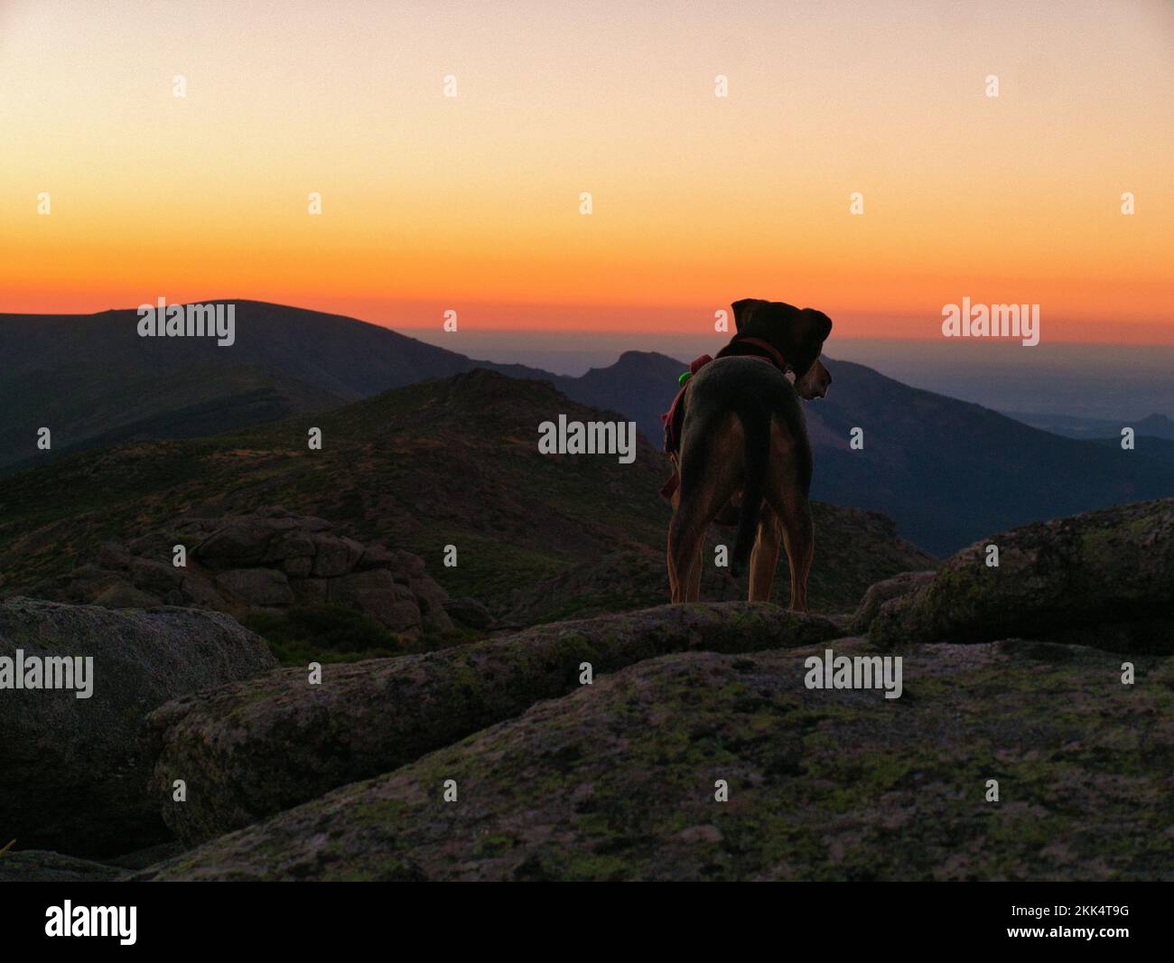 A cute doggo standing atop a hill with a great view, admiring the ...