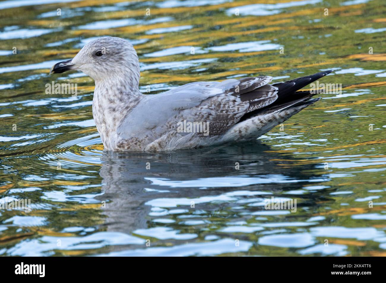 A first winter Herring Gull has already started to moult, and the ...
