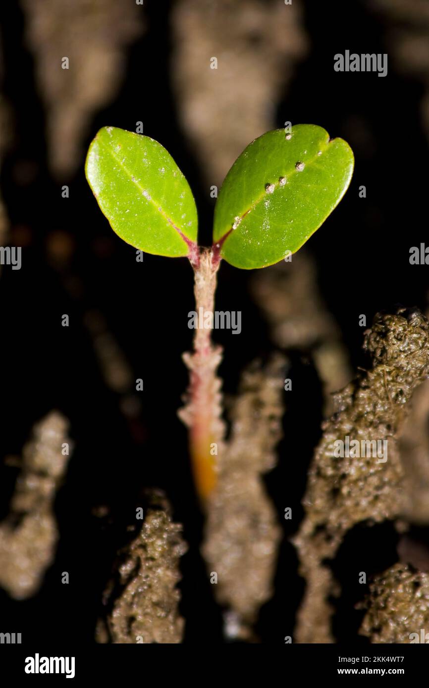 A Baby Mangrove Sprouts Up With Two Green Leaves From The Ground Of A ...