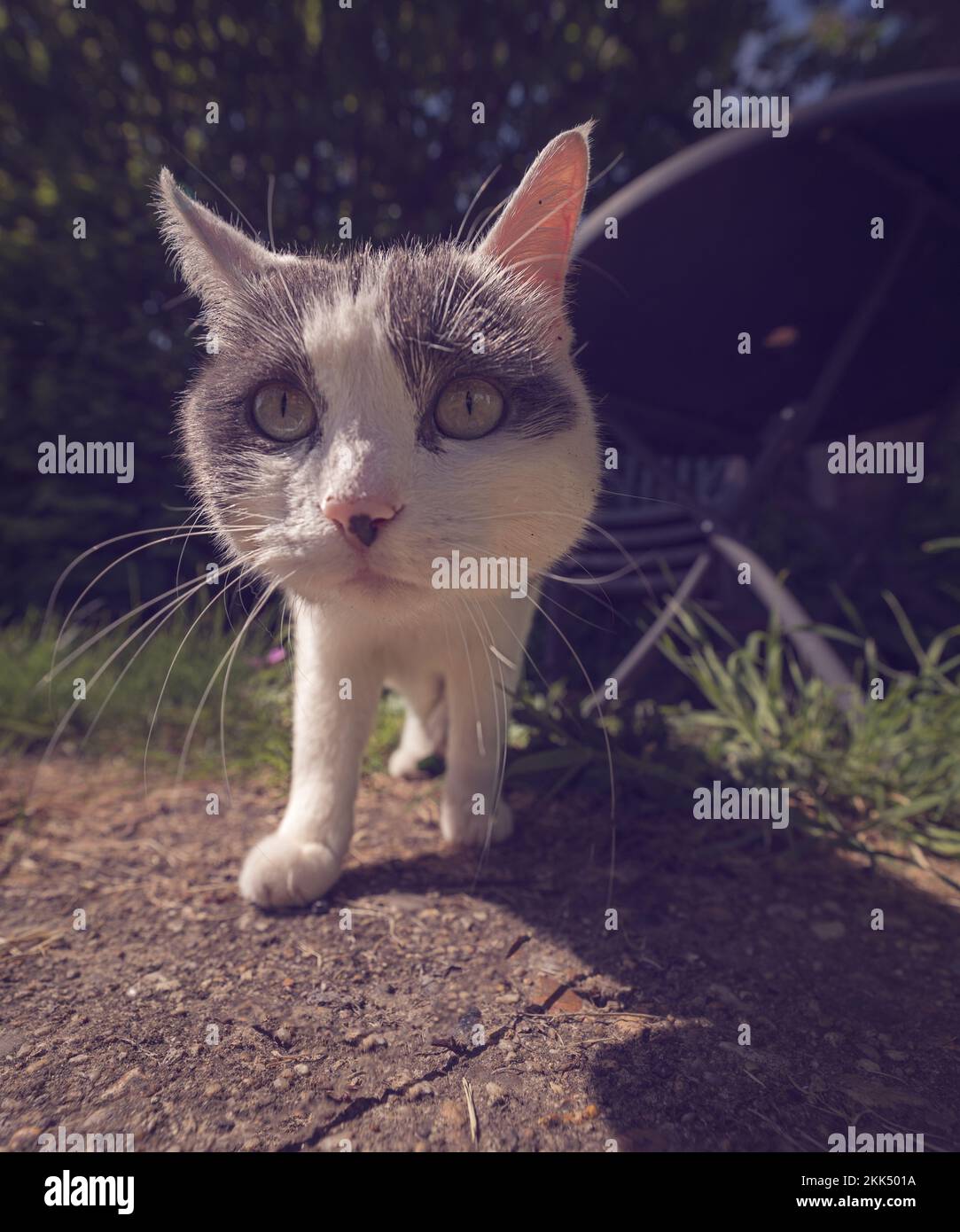 Grey cat cartoon hi-res stock photography and images - Alamy