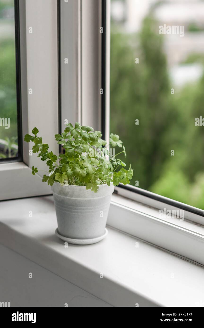 Sow seeds window hi-res stock photography and images - Alamy