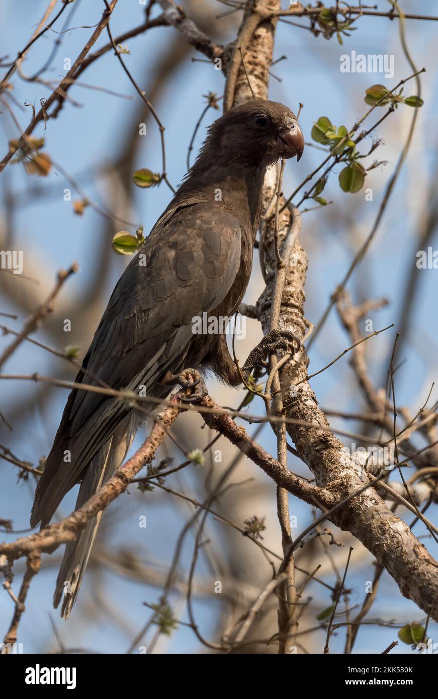 Lesser Vasa Parrot - Coracopsis nigra, unique endemic bird from ...