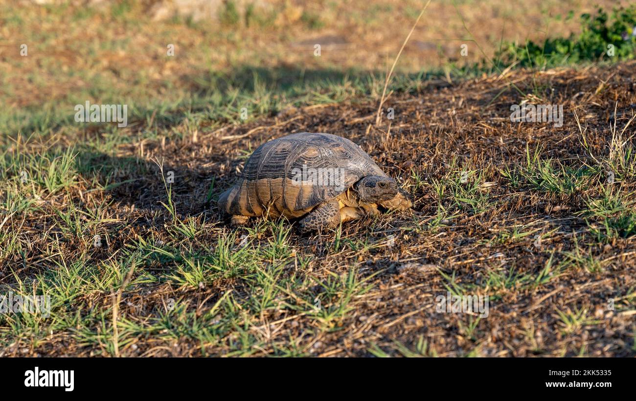A selective focus shot of a turtle crawling on ground Stock Photo - Alamy