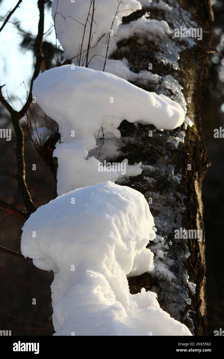 Snow melting on tree trunks in the forest during a thaw in winter day ...