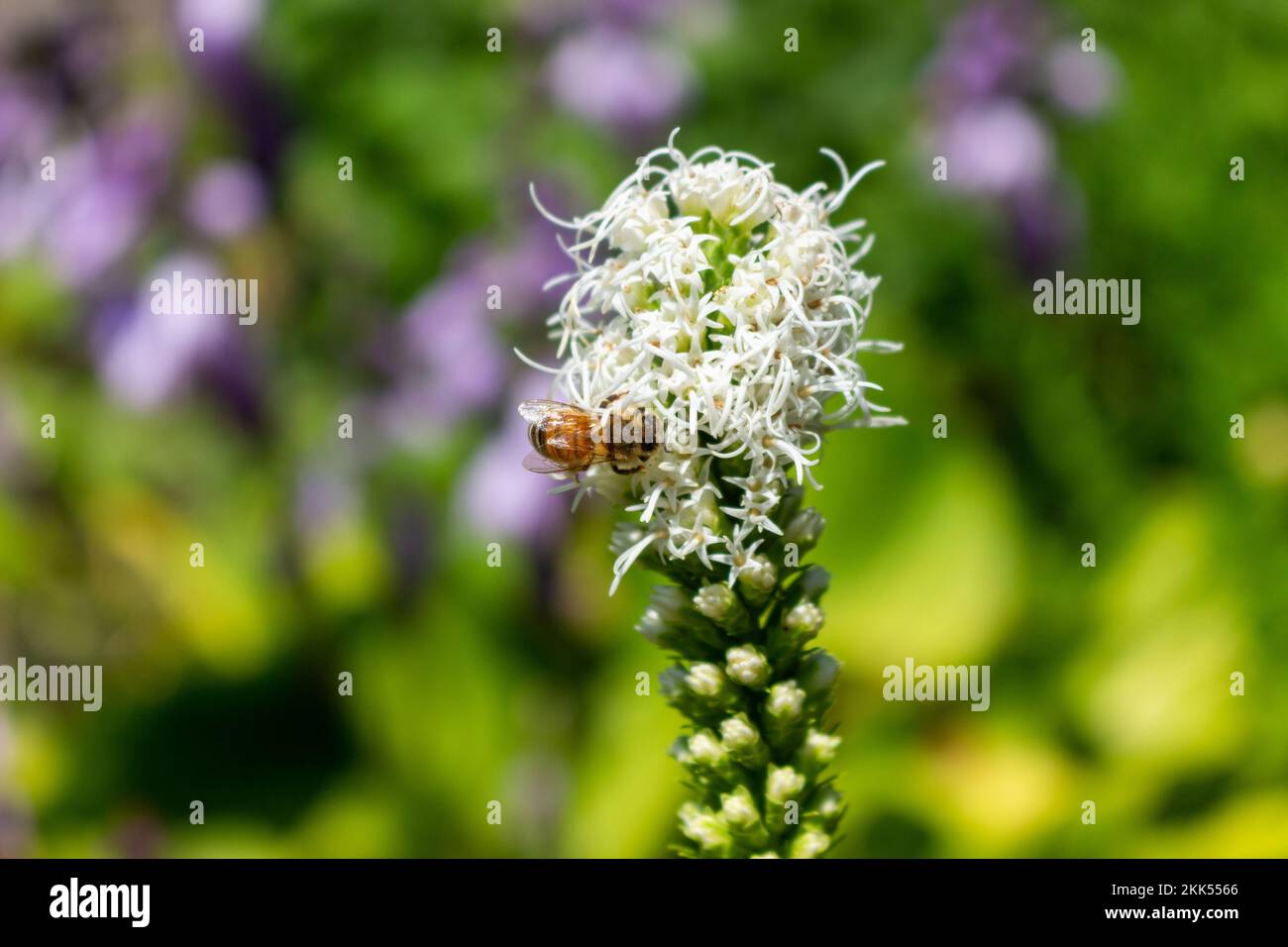 A closeup of a western honey bee collecting pollen on a flower Stock ...