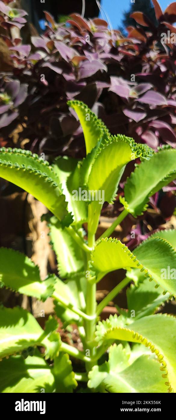 A vertical shot of a bright green Devil's backbone plant on an isolated ...