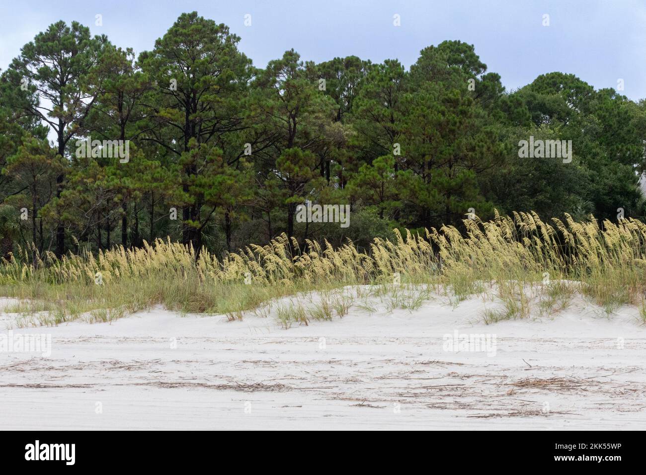 A beautiful shot of tall grass on the beach of Hilton Head Island with ...