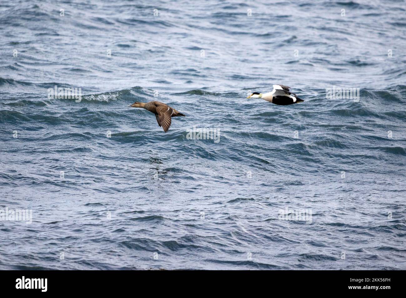 Common eiders, Somateria mollissima flying above the blue sea Stock ...