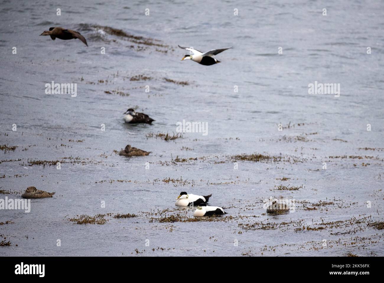A group of Common eiders, Somateria mollissima resting and flying above ...