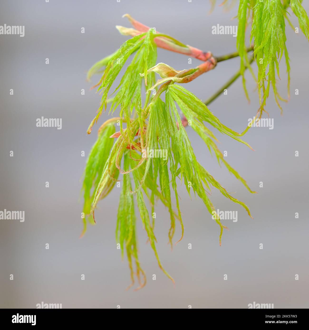 A closeup shot of Japanese maple leaves Stock Photo - Alamy