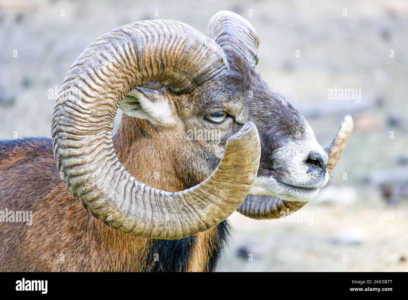Curved horns hi-res stock photography and images - Alamy