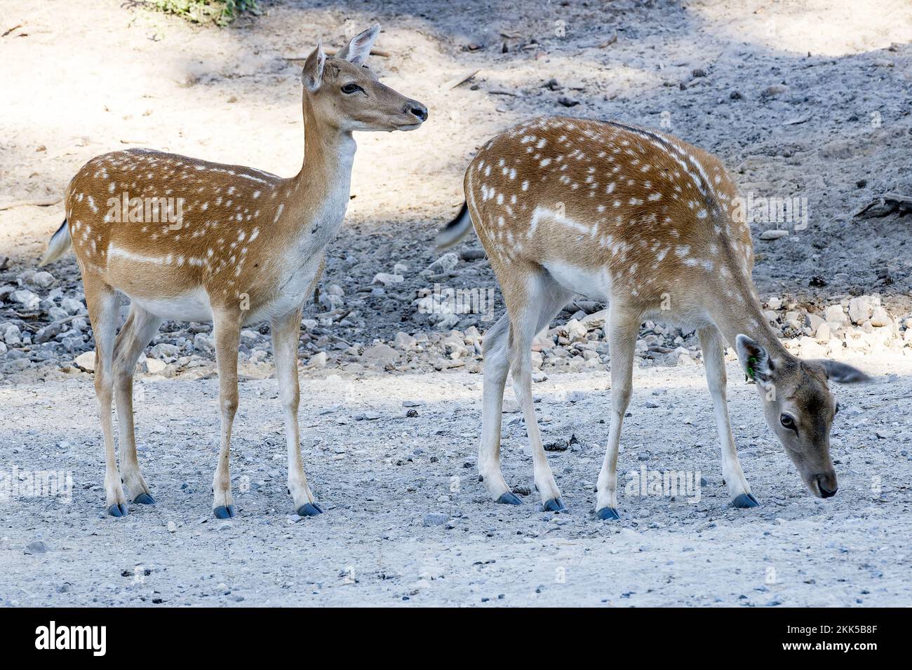 Two graceful Persian fallow, spotted deer captured in their natural ...