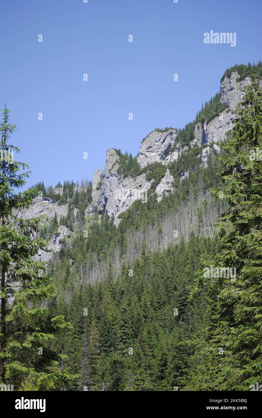 A scenic view of rocky cliff covered by evergreen trees Stock Photo - Alamy