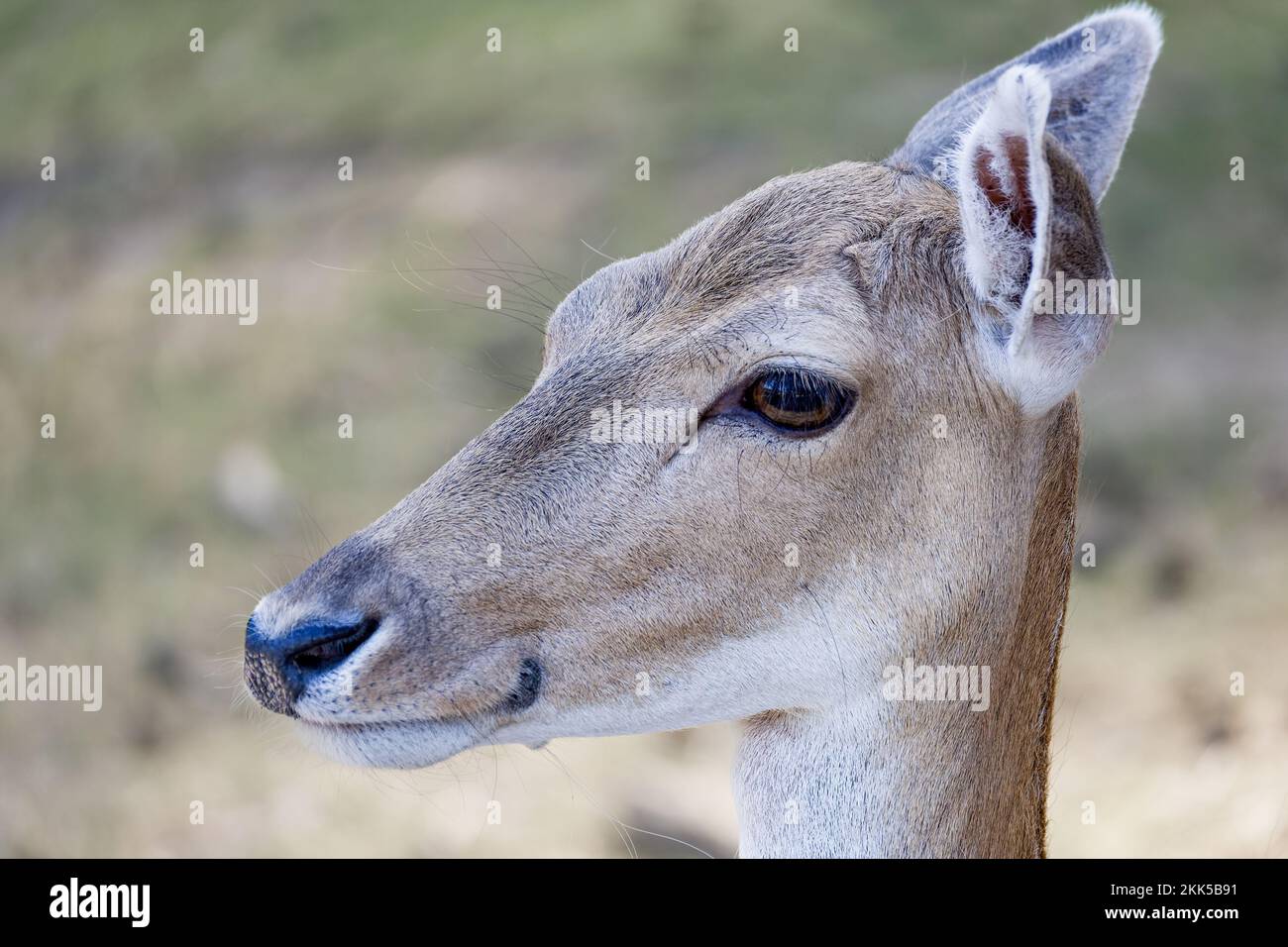 A closeup of a female key deer side profile Stock Photo - Alamy