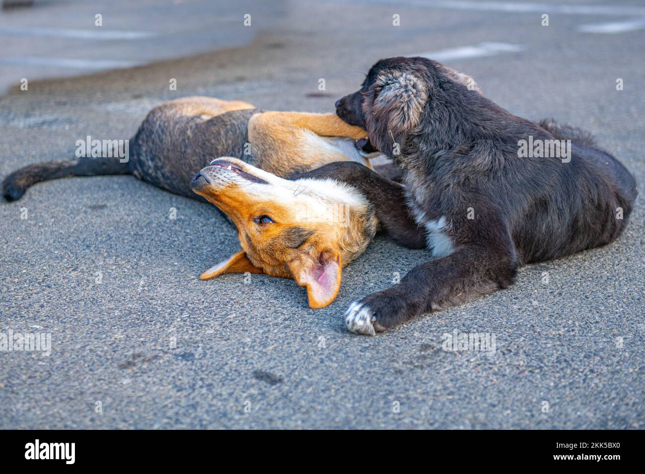 two dogs are having fun playing on the road Stock Photo - Alamy