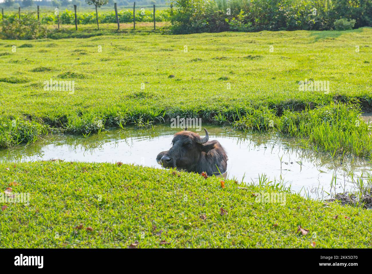 Black boar ranch hi-res stock photography and images - Alamy