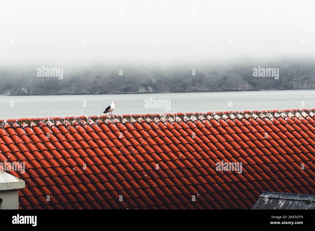 A beautiful shot of seagull sitting on red roof on cloudy day Stock ...
