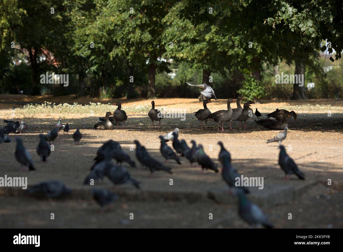 Geese and pigeons are seen in the shade in a park in Ilford, East ...