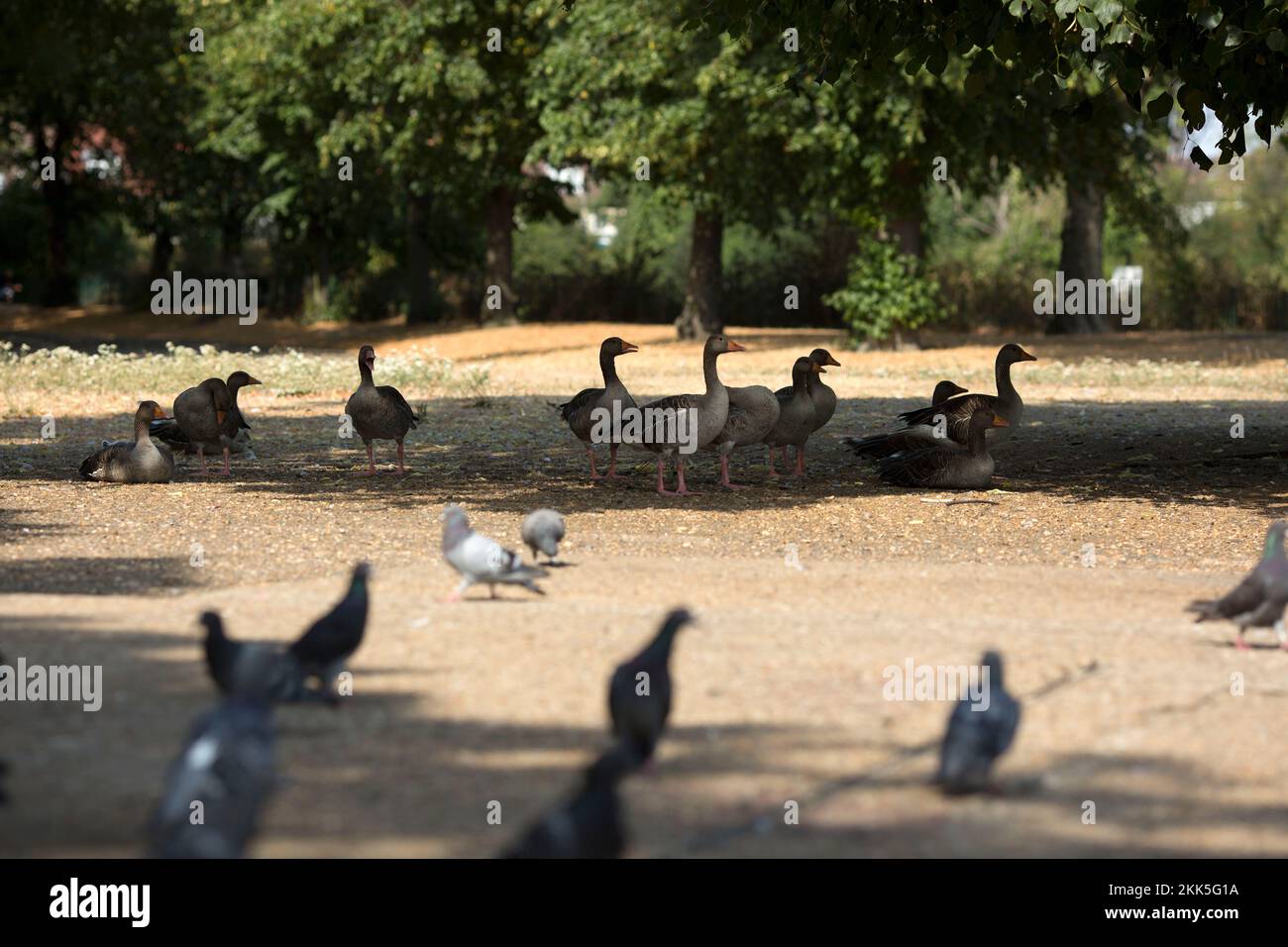 Geese and pigeons are seen in the shade in a park in Ilford, East ...