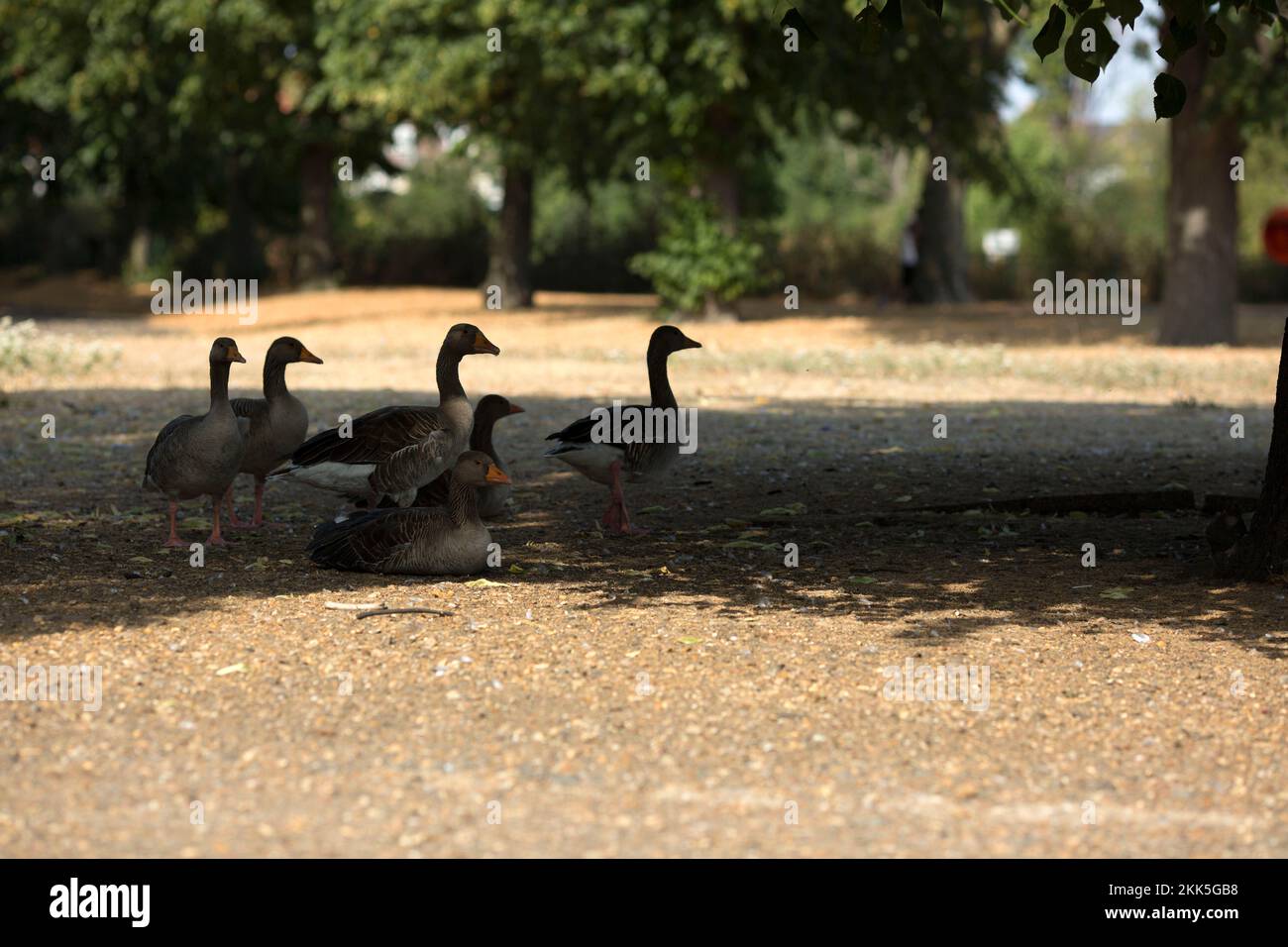 Geese are seen in the shade in a park in Ilford, East London Stock ...